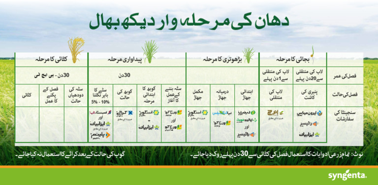 Rice Chart 17 August 2021 | PDF