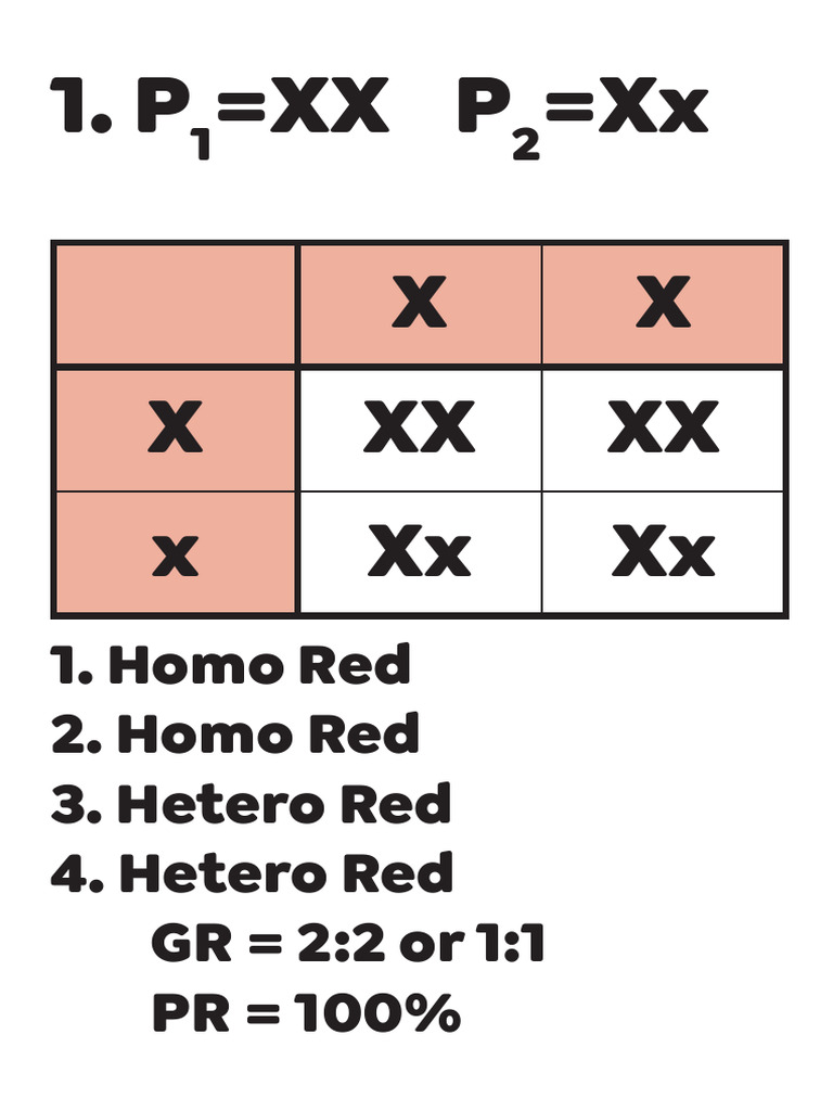 Punnet Squares Exercises 6 Items | PDF