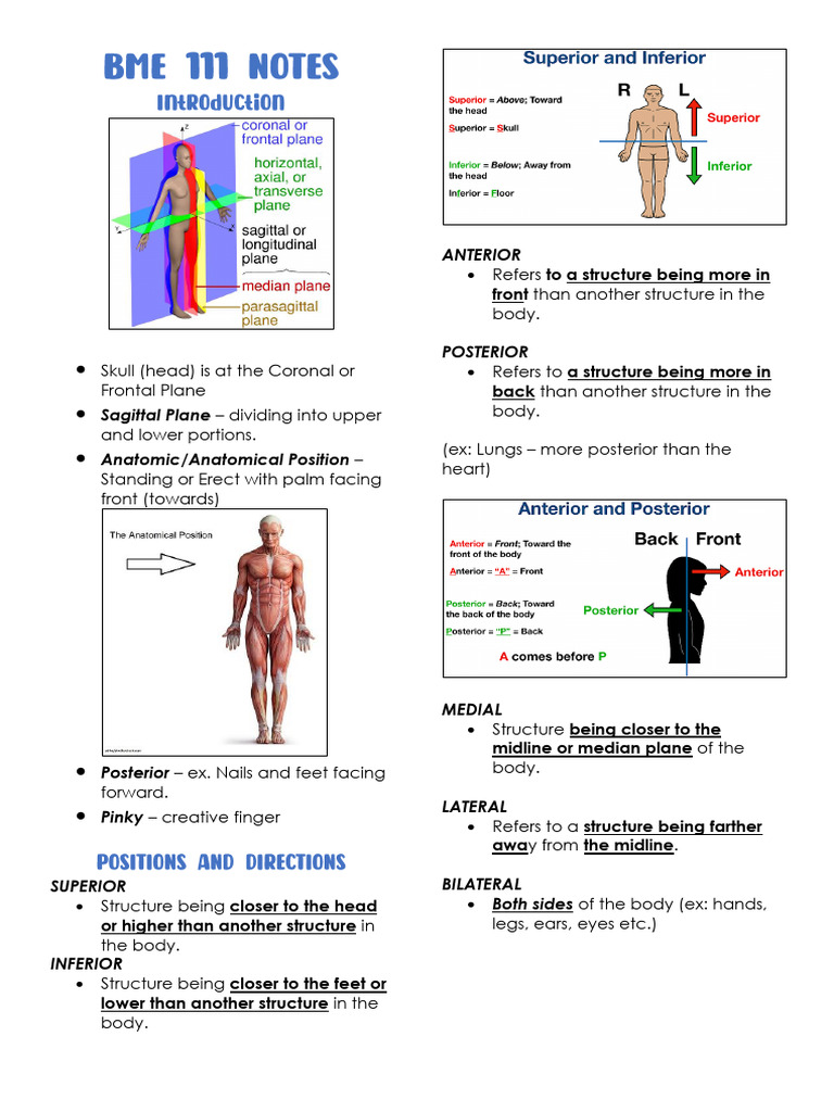 BME 111 Movements and Directions | PDF | Anatomical Terms Of Motion | Anatomical Terms Of Location