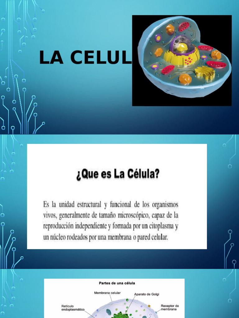 La celula | PDF