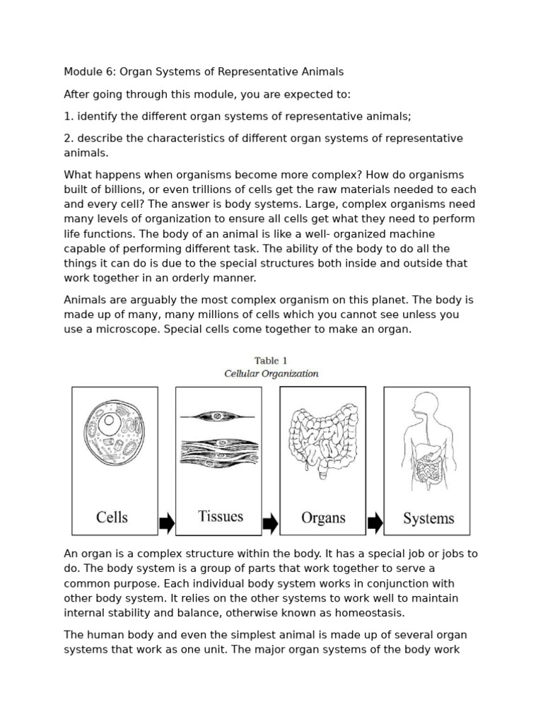 Organ Systems in Animals Explained | PDF | Nervous System | Muscle