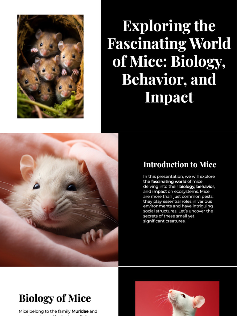 Slidesgo Exploring The Fascinating World Of Mice Biology Behavior And