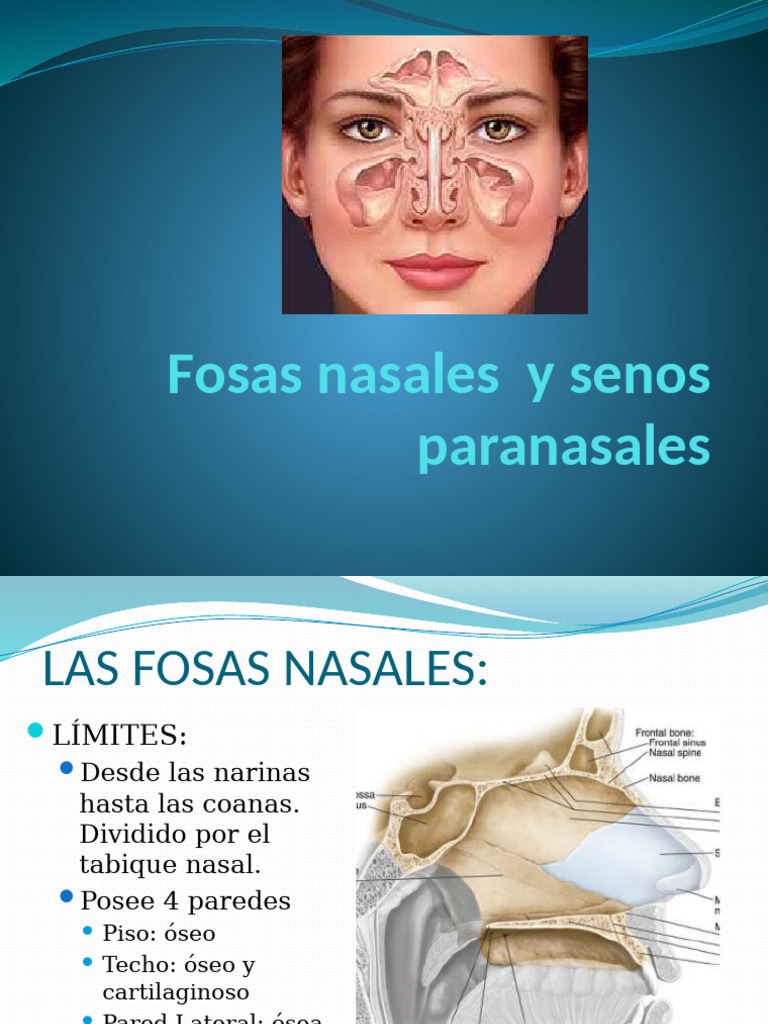 Fosas Nasales y Senos Paranasales | PDF