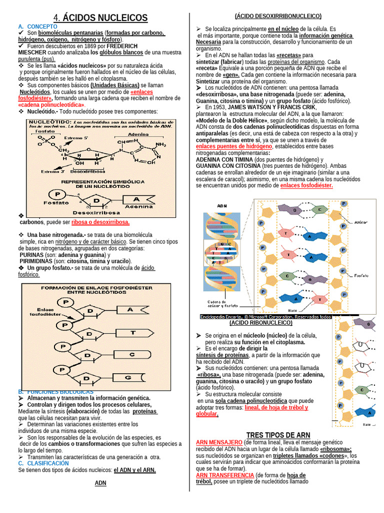 11. ACIDOS NUCLEICOS | PDF | Adn | Rna