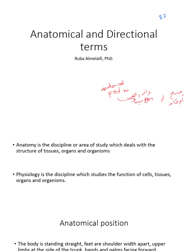 Anatomical and Directional Terms | PDF