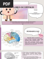 Anatomi dan Fisiologi Lobus Oksipital | PDF
