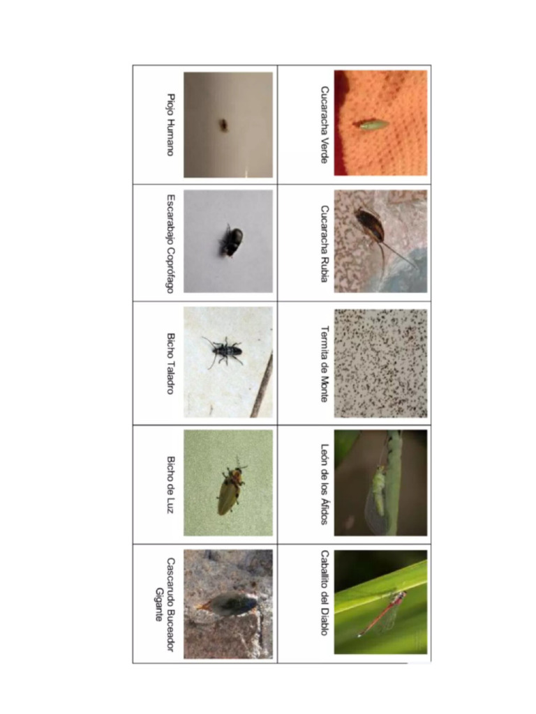 10 Insectos | PDF