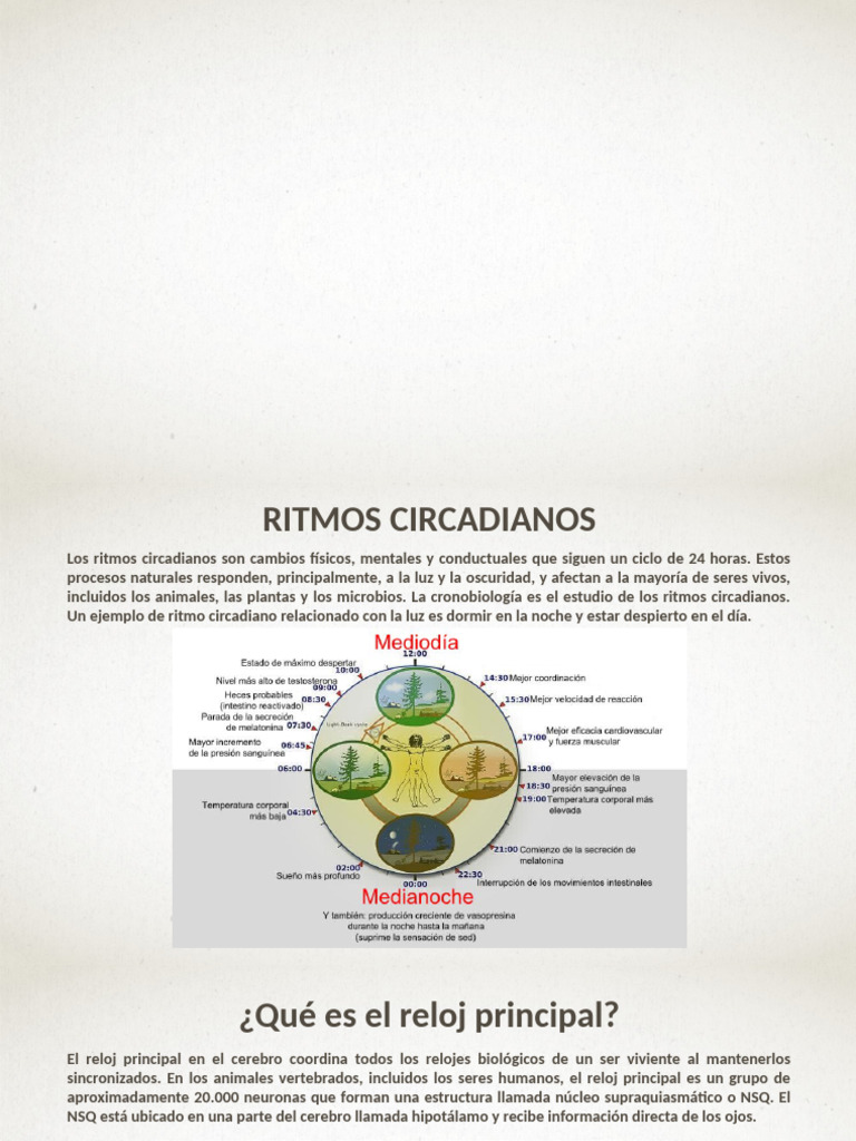 Ritmos Circadianos - Presentación 1 | PDF | Ritmo circadiano ...