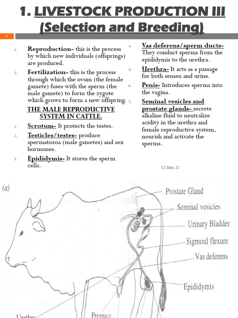 Form Notes 3 Agric | PDF | Reproductive System | Reproduction
