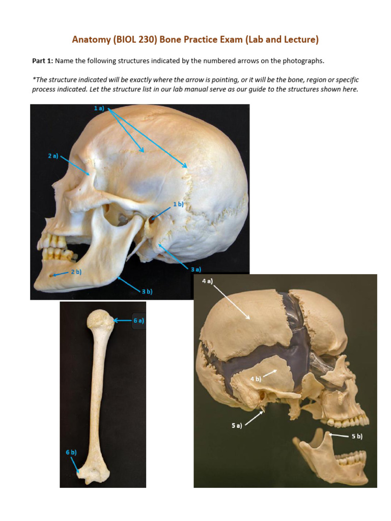 Bone Practice Exam Lab & Lect - 0 | PDF | Bone | Osteoblast