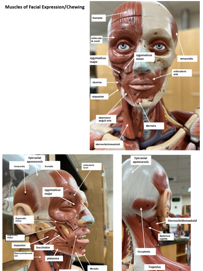 Skeletal Muscle & Histology Models Labeled | PDF | Muscle | Axon