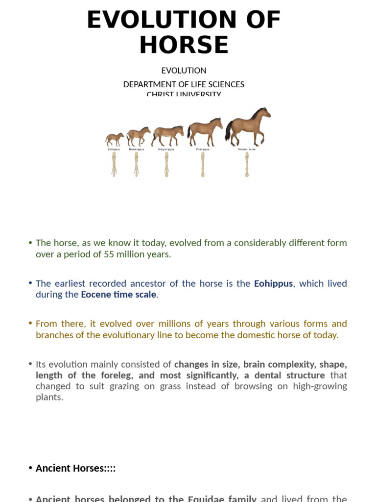 EVOLUTION OF HORSE | PDF | Horses | Equus (Genus)