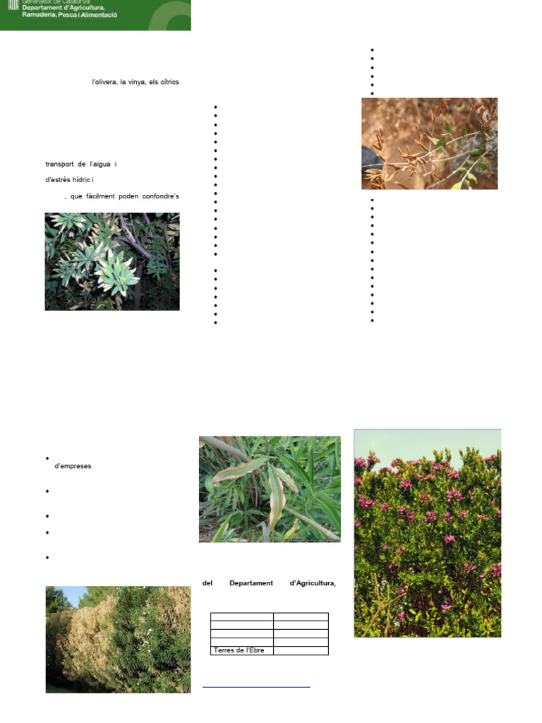 Xylella Fastidiosa Triptic | PDF