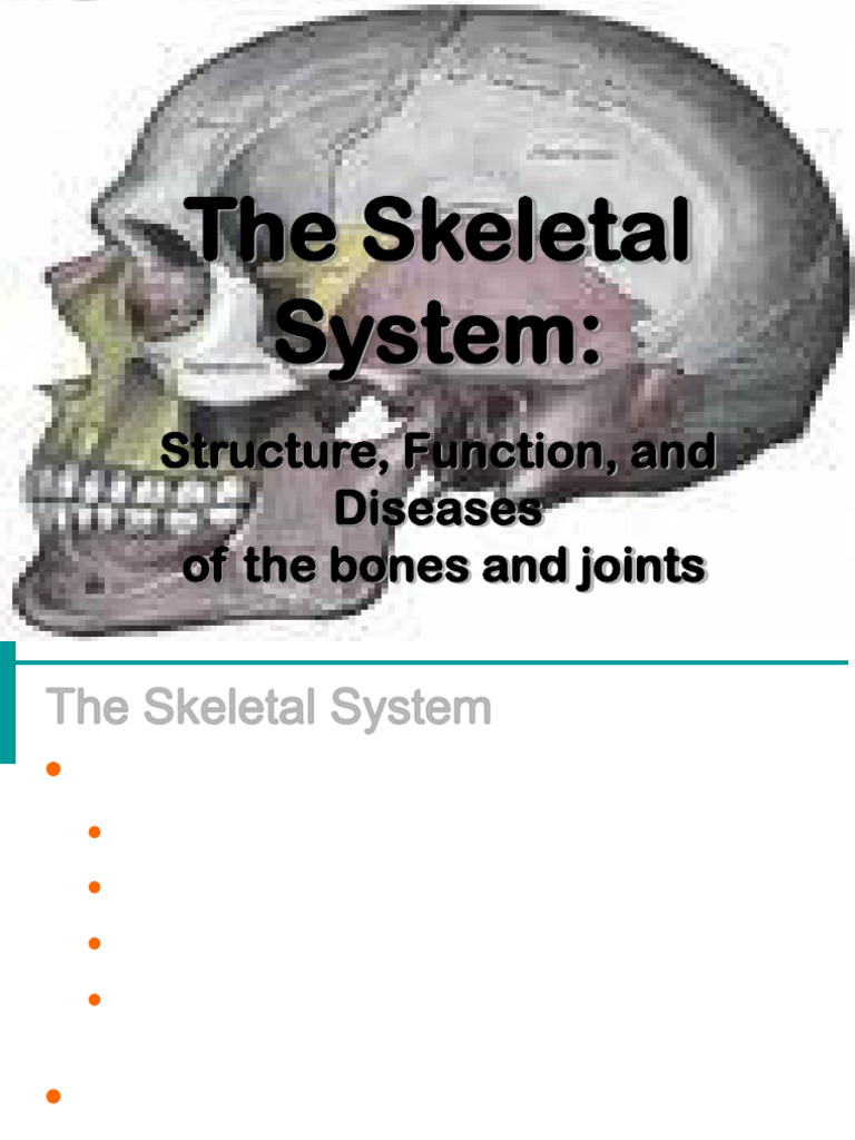 Skeletal System | PDF | Skeleton | Anatomical Terms Of Motion