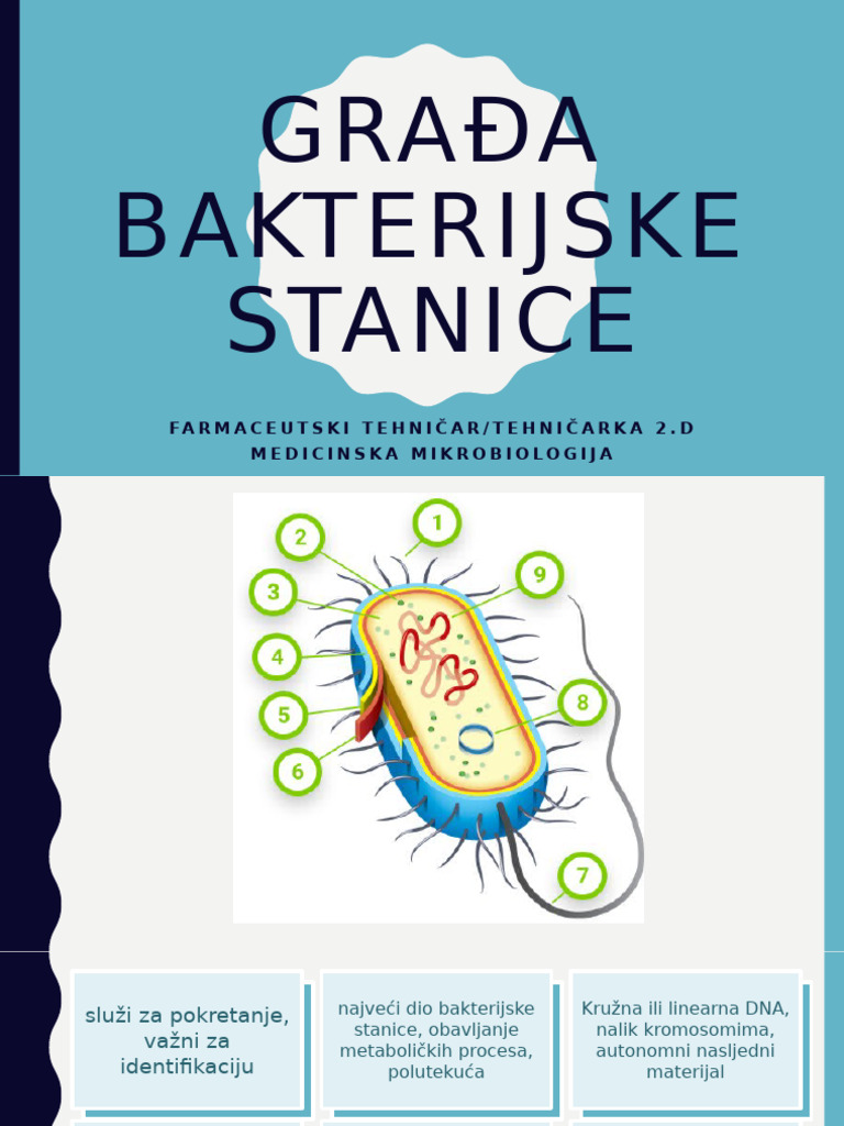 Građa Bakterijske Stanice | PDF