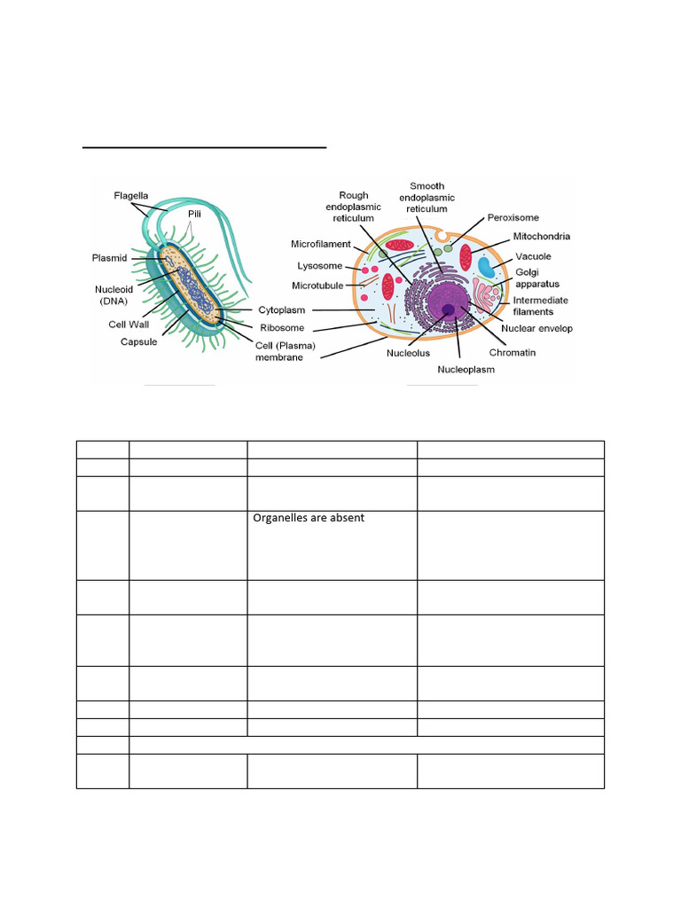Prokaryotic vs Eukaryotic Cells Explained | PDF
