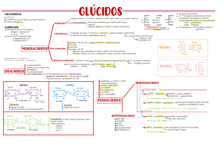 Glúcidos Esquema | PDF | Carbohidratos | Química de carbohidratos