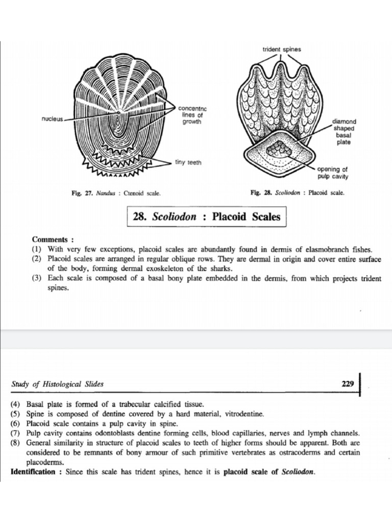 1626_Placoid, Cycloid and Ctenoid Scales of Pisces | PDF
