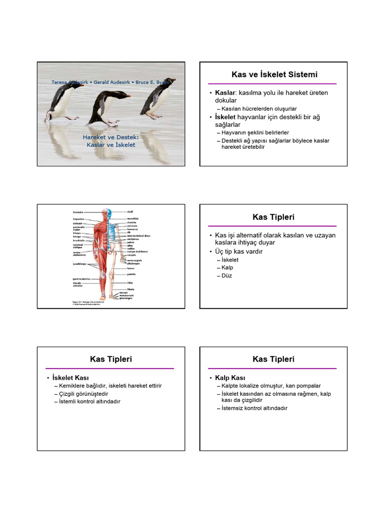 39 Kaslar Hareket Destek | PDF