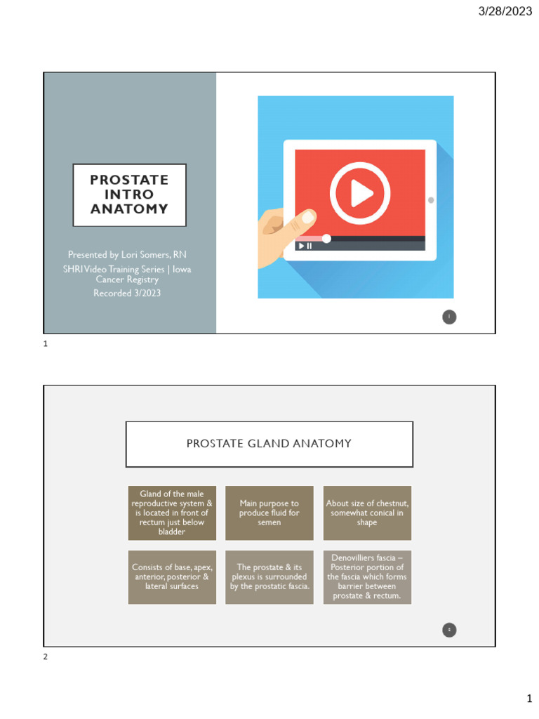 Part 1 Prostate Intro - Anatomy | PDF | Prostate | Prostate Specific Antigen