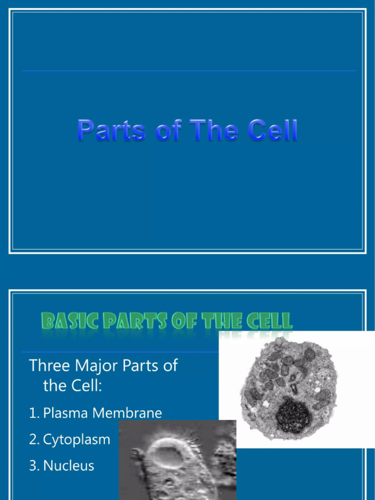 Grade 9 Parts of The Cell | PDF