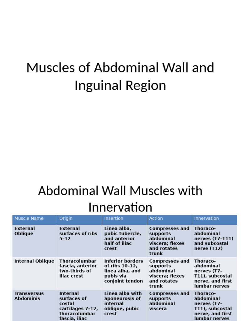Muscles Abdominal Inguinal With Innervation | PDF | Abdomen | Soft Tissue