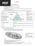 Calculating Magnification Worksheet | PDF