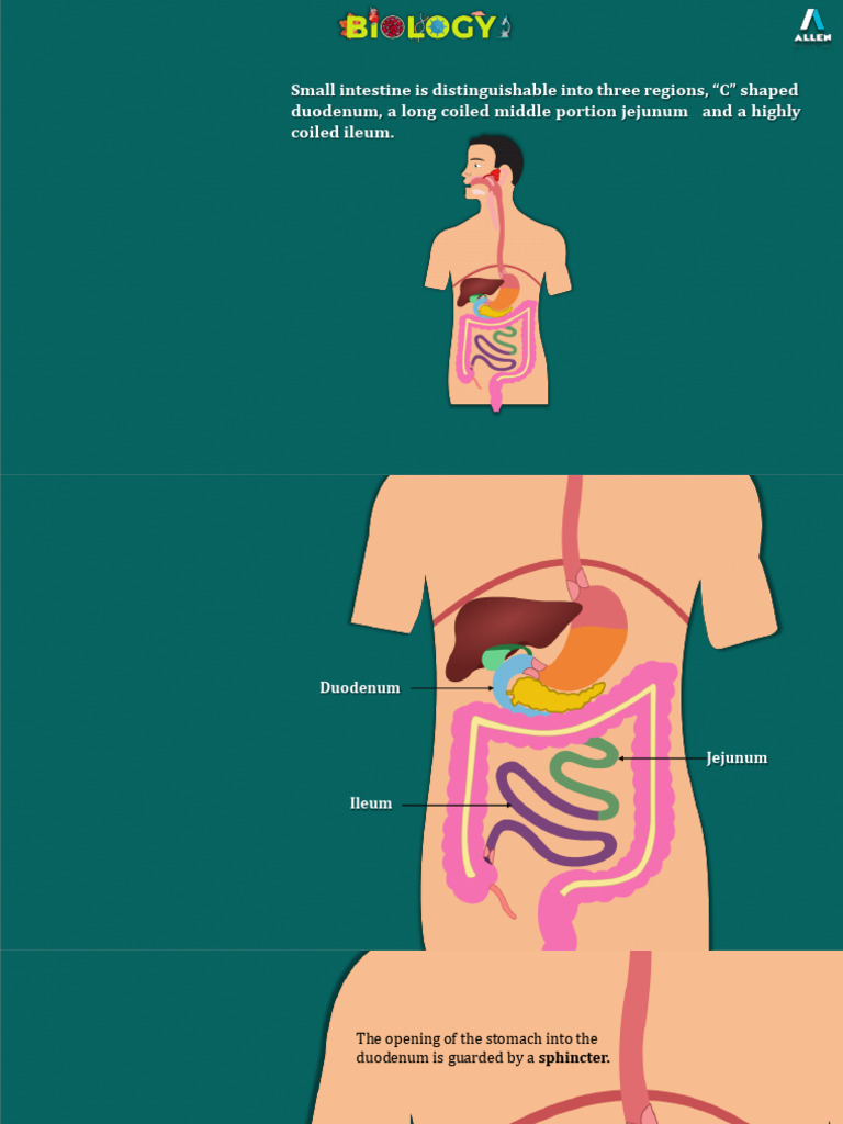 Digestion In Small Intestine Pdf