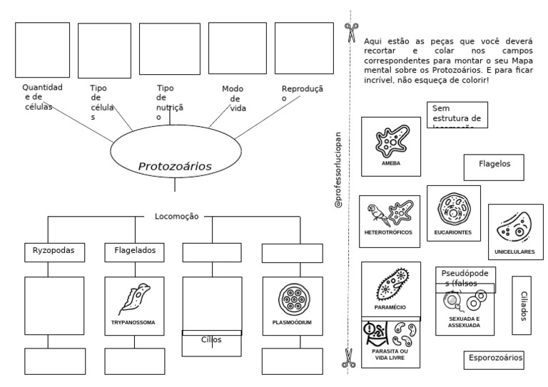 PROTOZOÁRIOS MAPA MENTAL - para Avaliação | PDF | Protozoários | Organismos