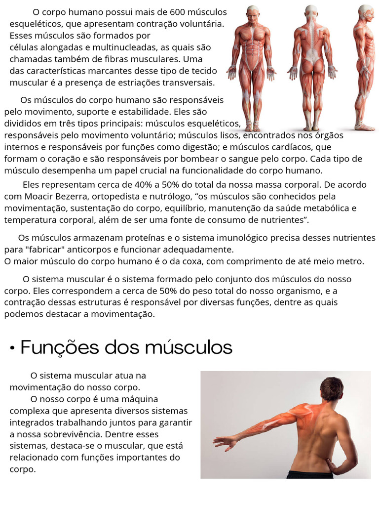 Funções e Tipos de Músculos Humanos | PDF | Músculo | Corpo humano