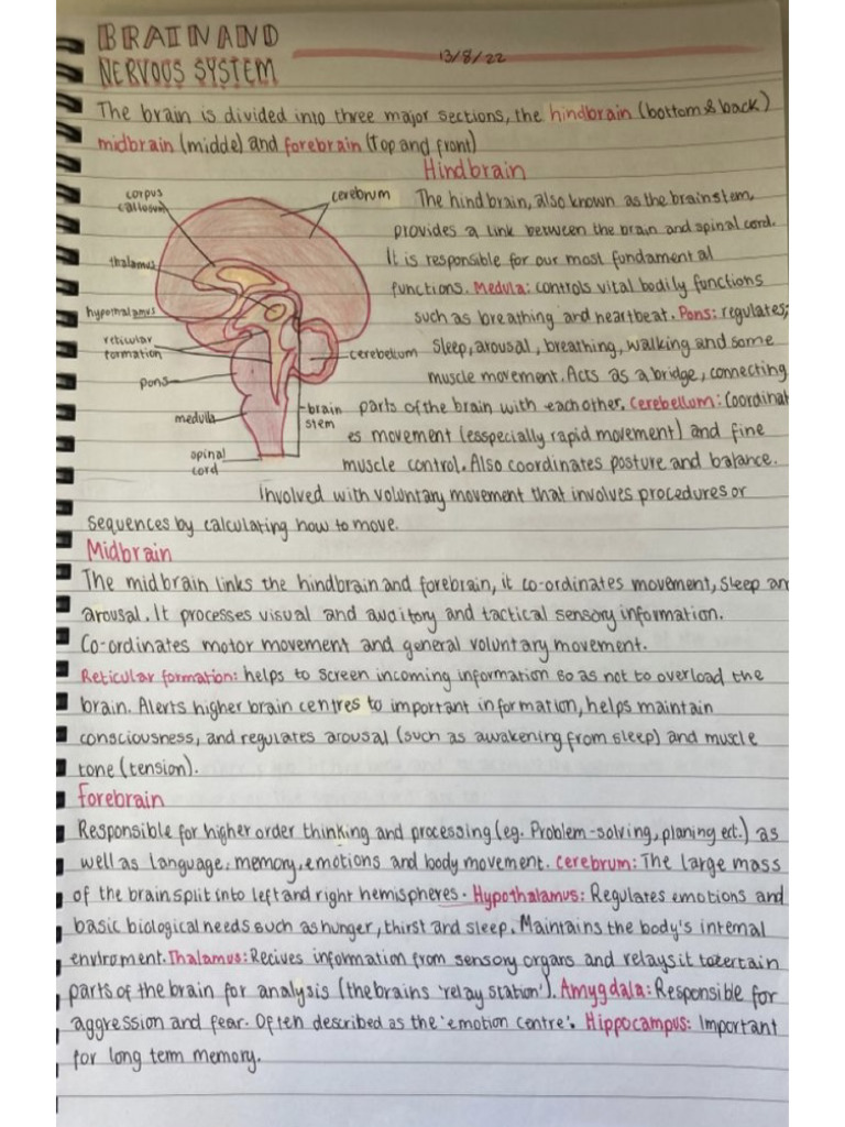 Uploads Nervous System Notes | PDF