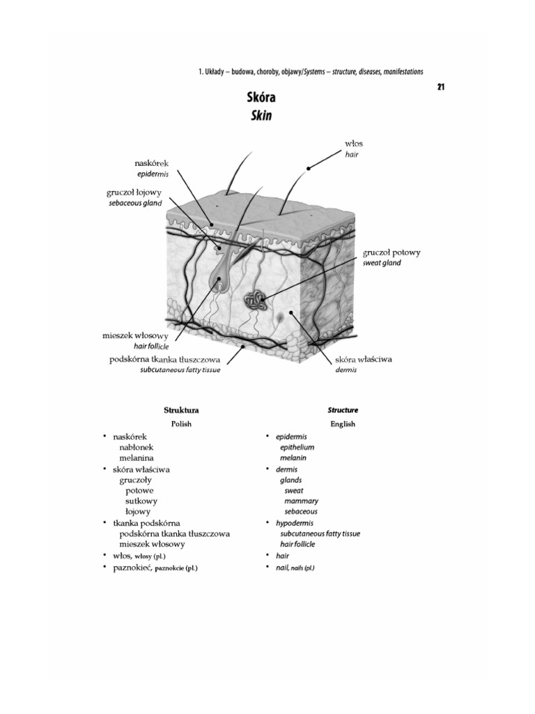 Anatomiczny Slownik | PDF