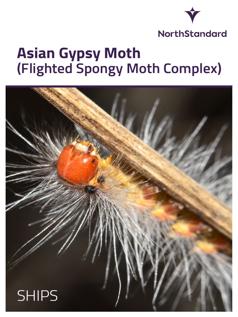 Draft Ns Asian Gypsy Moth Ships v2 002 | PDF