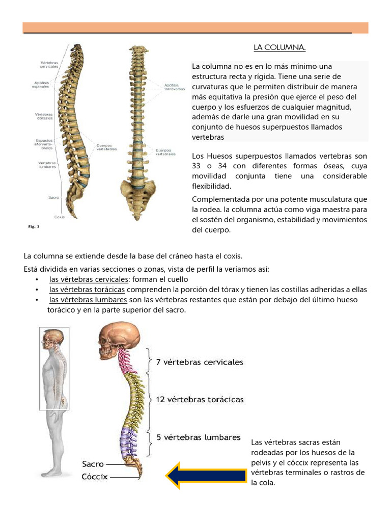 Cuidado de la Columna y Postura Saludable | PDF | La columna vertebral ...