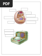 snc2d Test Review | PDF | Cell (Biology) | Cancer