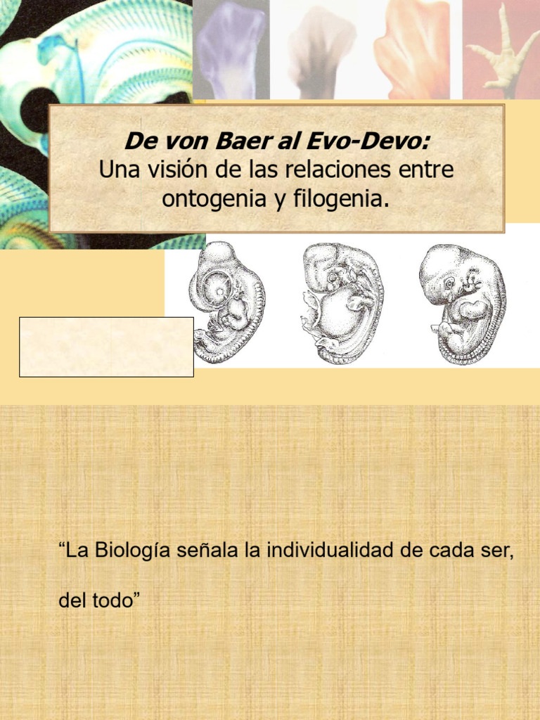 Clase_13-ontogenia_y_filogeniavirtual2021 | PDF | Evolución | Gene