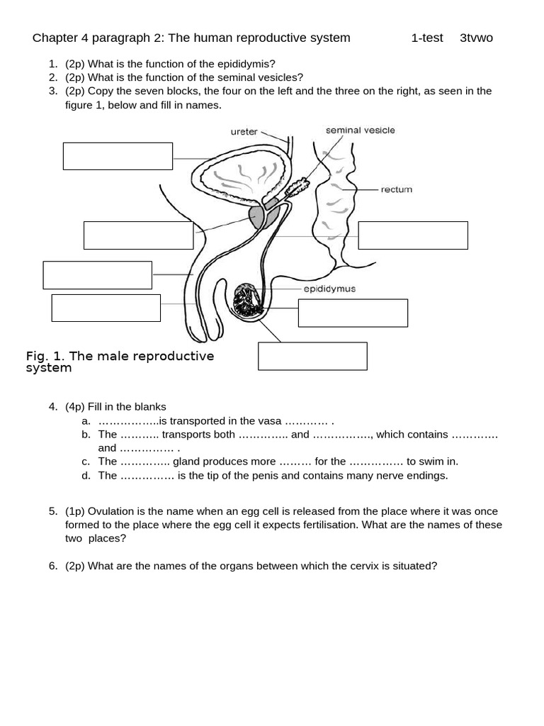 1-Test Reproductive System 2023-24 | PDF