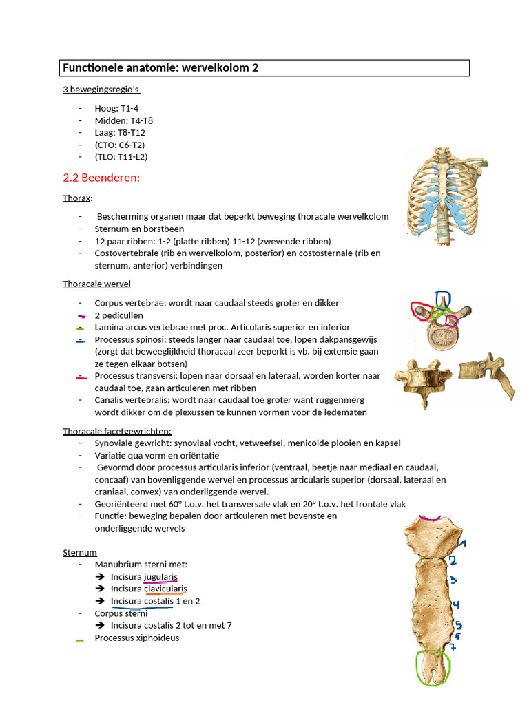 Wervel 2 Functionele Anatomie | PDF