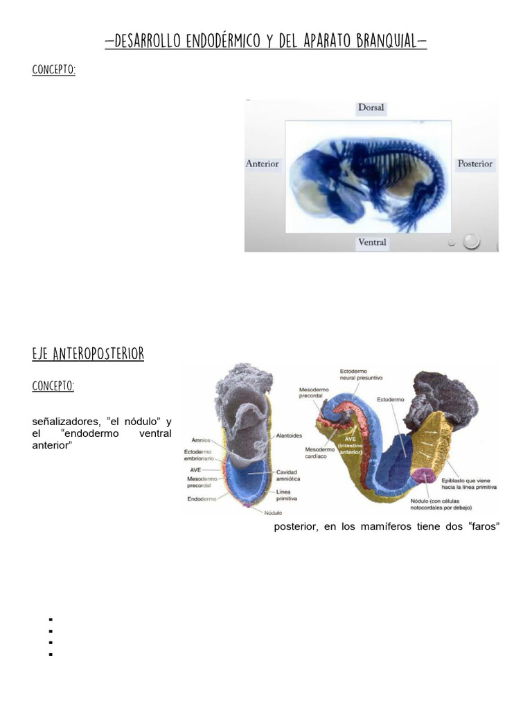 2 Teorico - Desarrollo Endodermico y Del Aparato Branquial | PDF ...