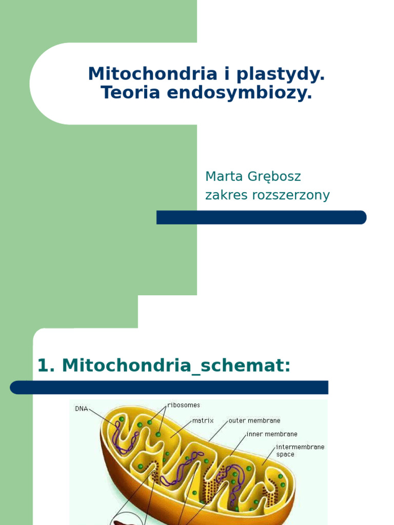 Mitochondria I Plastydy | PDF