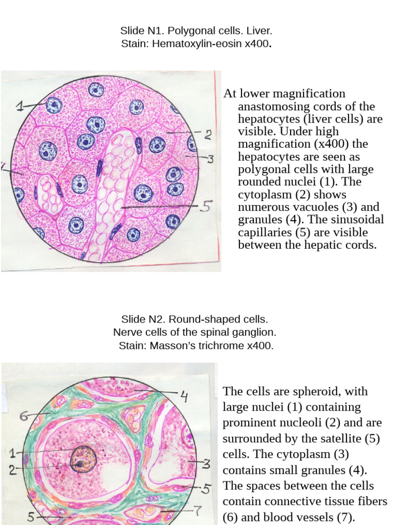 Histology Practical Guide | PDF | Skin | Epithelium