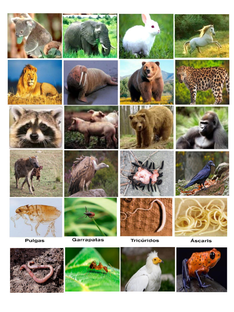 Animales Que Comen | PDF