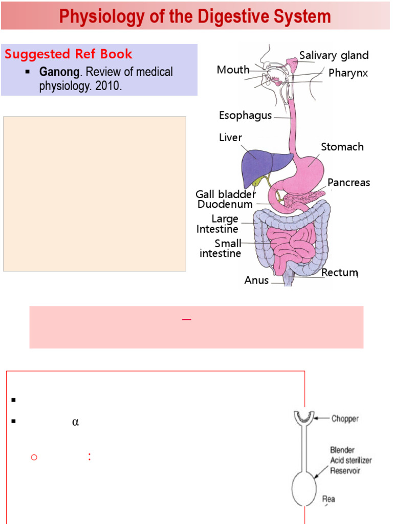 GIT_MOI_NRS_DNS_2024 | PDF | Stomach | Human Digestive System