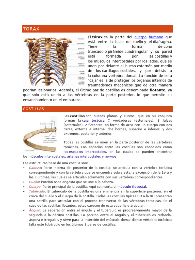 Caja Toraxica | PDF | Tórax | Sistema musculoesquelético