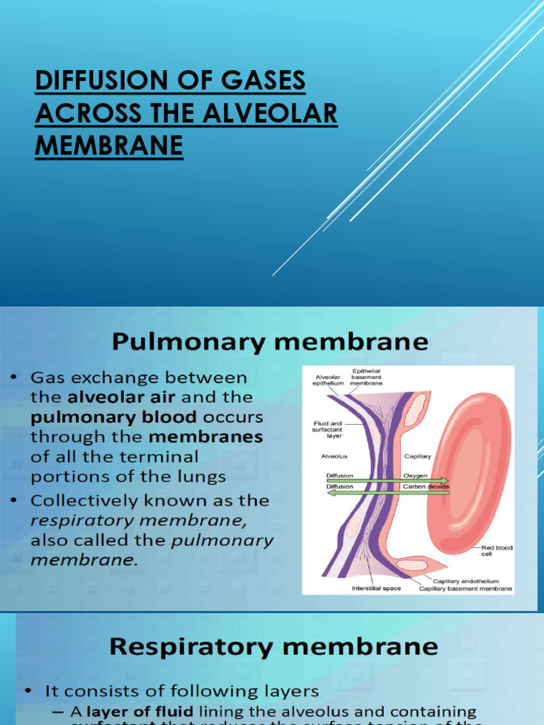 7. Diffusion of gases across the alveolar membrane-1 (1) | PDF | Red ...