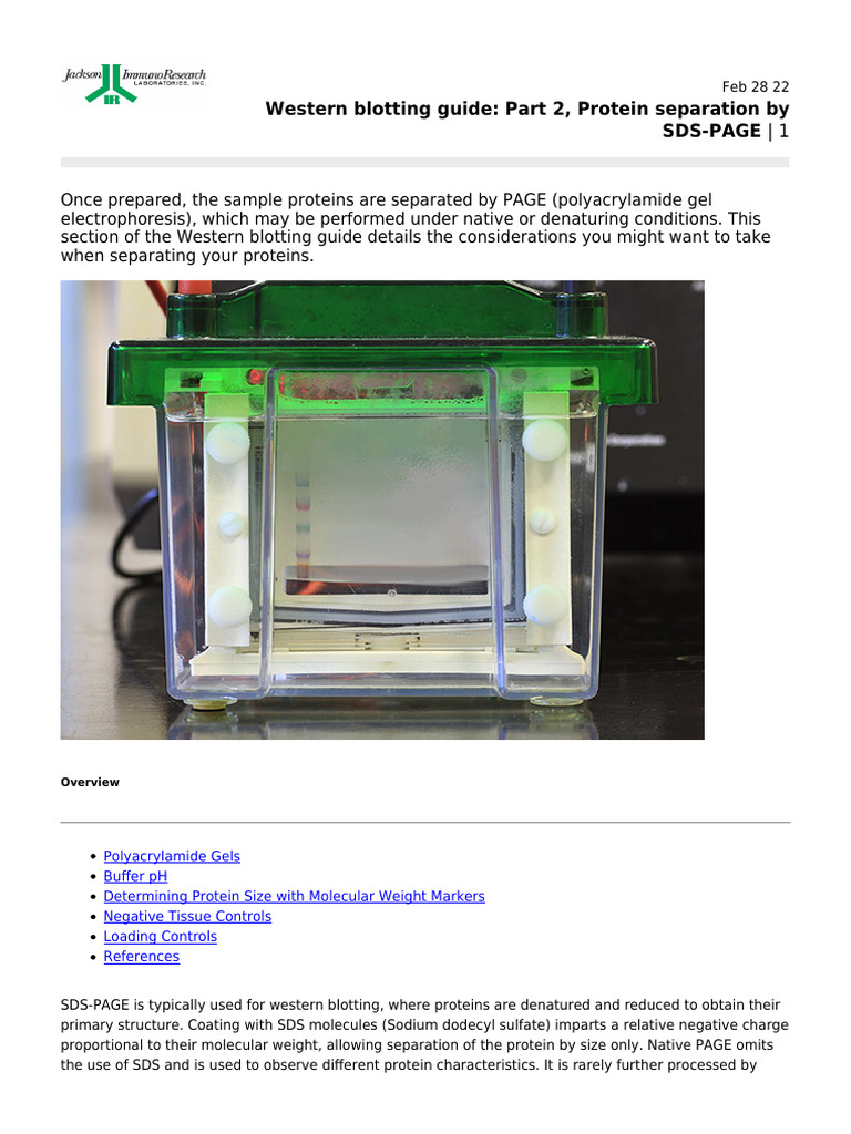 Western Blotting Guide - Part 2, Protein Separation by SDS-PAGE | PDF ...