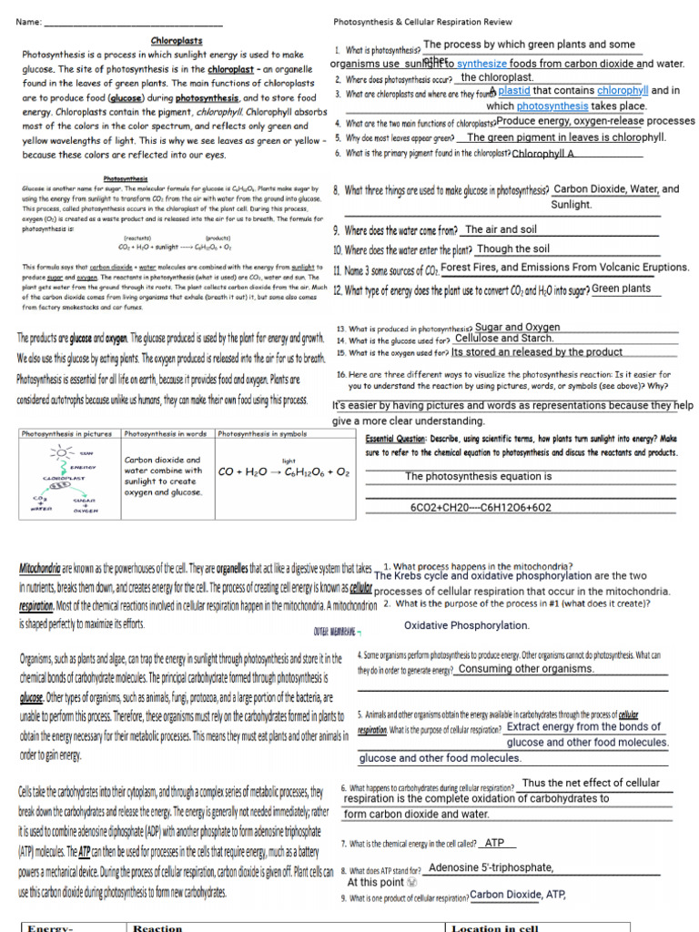Kami Export - 9-24 Photosynthesis and Cellular Respiration Review | PDF | Cellular Respiration ...