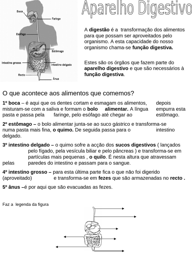 Processo da Digestão Humana Explicado | PDF