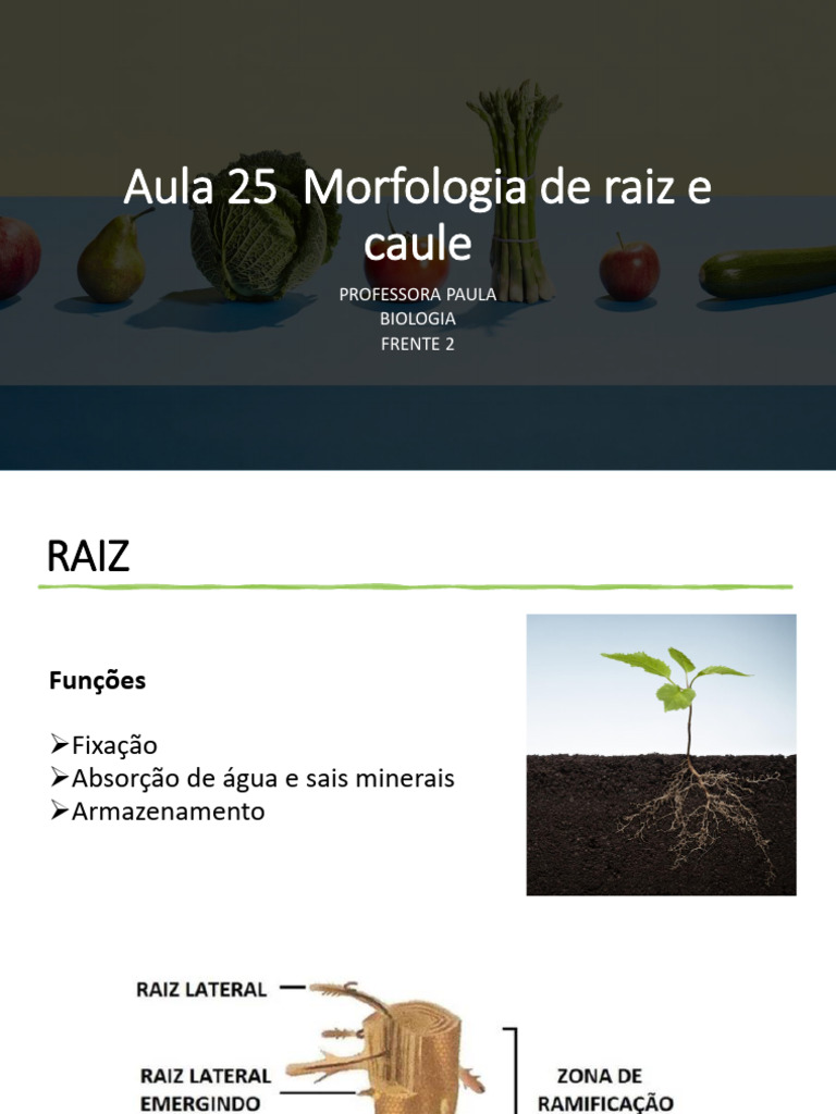 Aula 25 Morfologia de Raiz e Caule | PDF