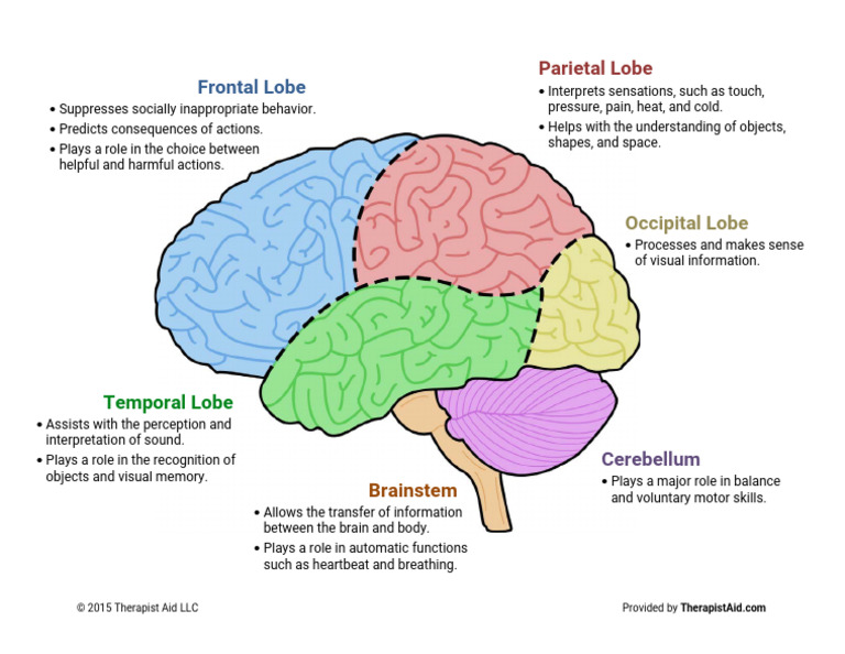 The Human Brain Diagram | PDF